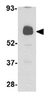 Anti-UNC93B1 Antibody | ABF215